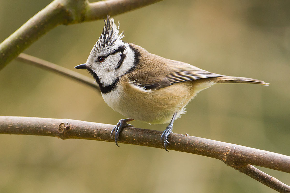 Naturfoto - Haubenmeise, European Crested Tit (Lophophanes cristatus ...